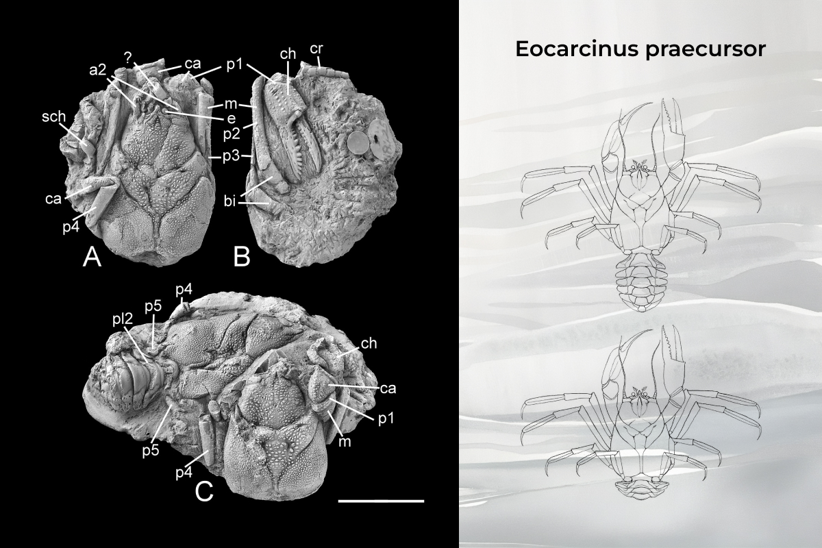 Юрский период особенности, характеристики, хронология